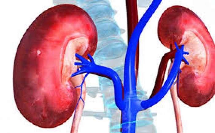 Organet pa të cilat mund të jetojmë - OK KIDS - Kosova Sot